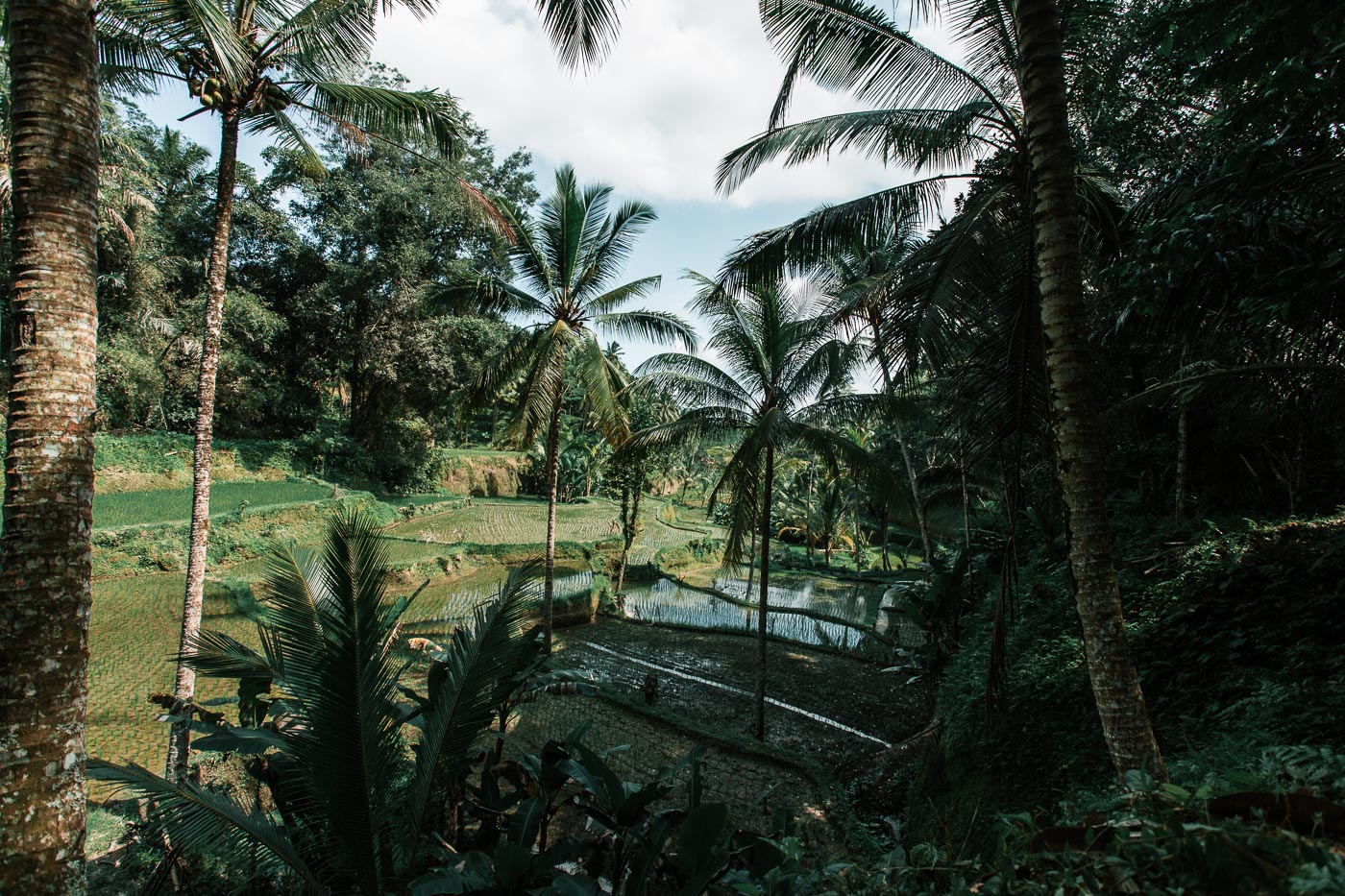 BENJAMIN ZIRWES BALI